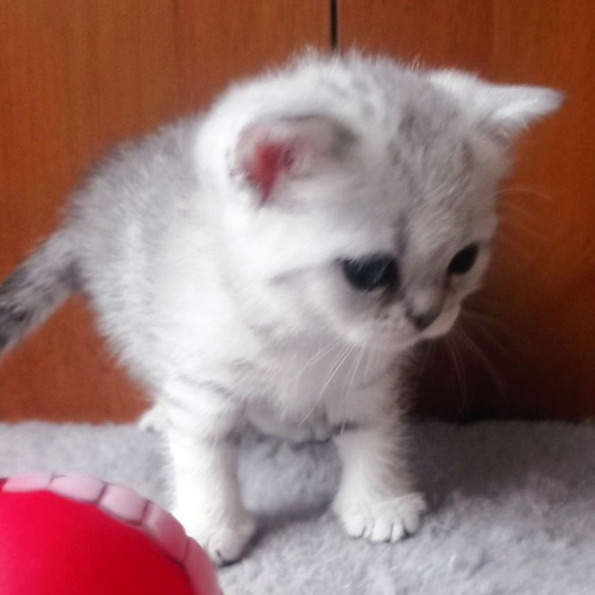Шотландский прямоухий короткошёрстный котёнок