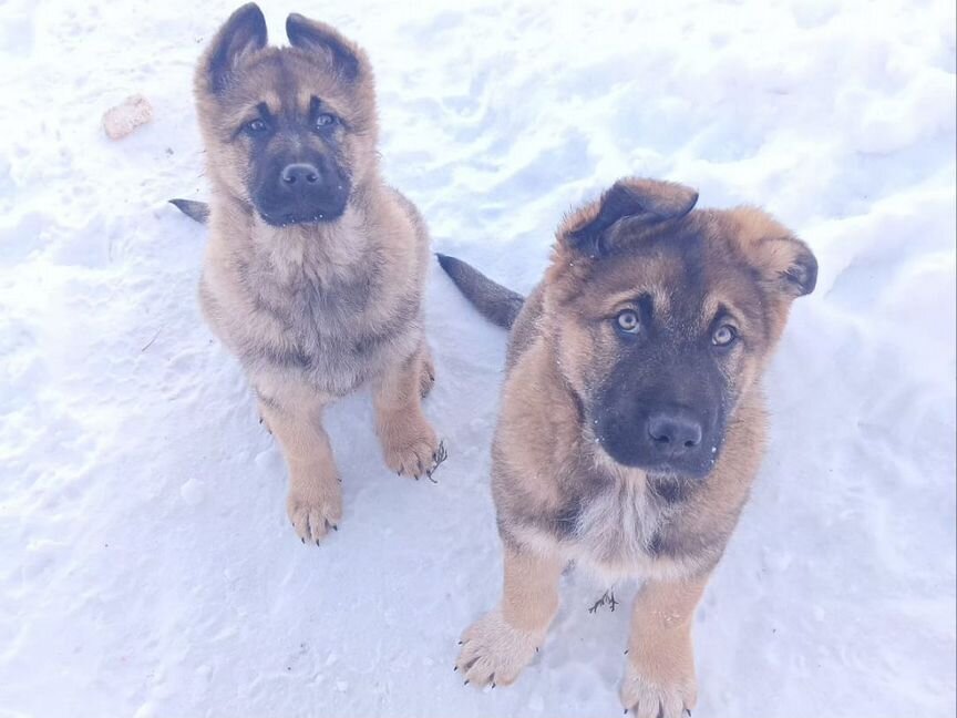 Восточная овчарка