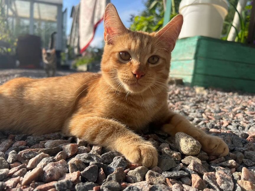 Великолепные котята в семью