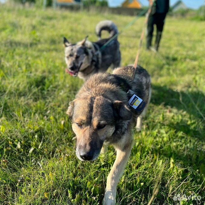 Две собаки родственные души ищут дом
