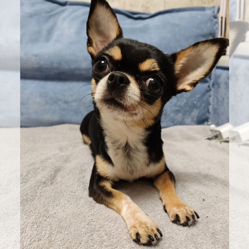 Чихуахуа, взрослая собака