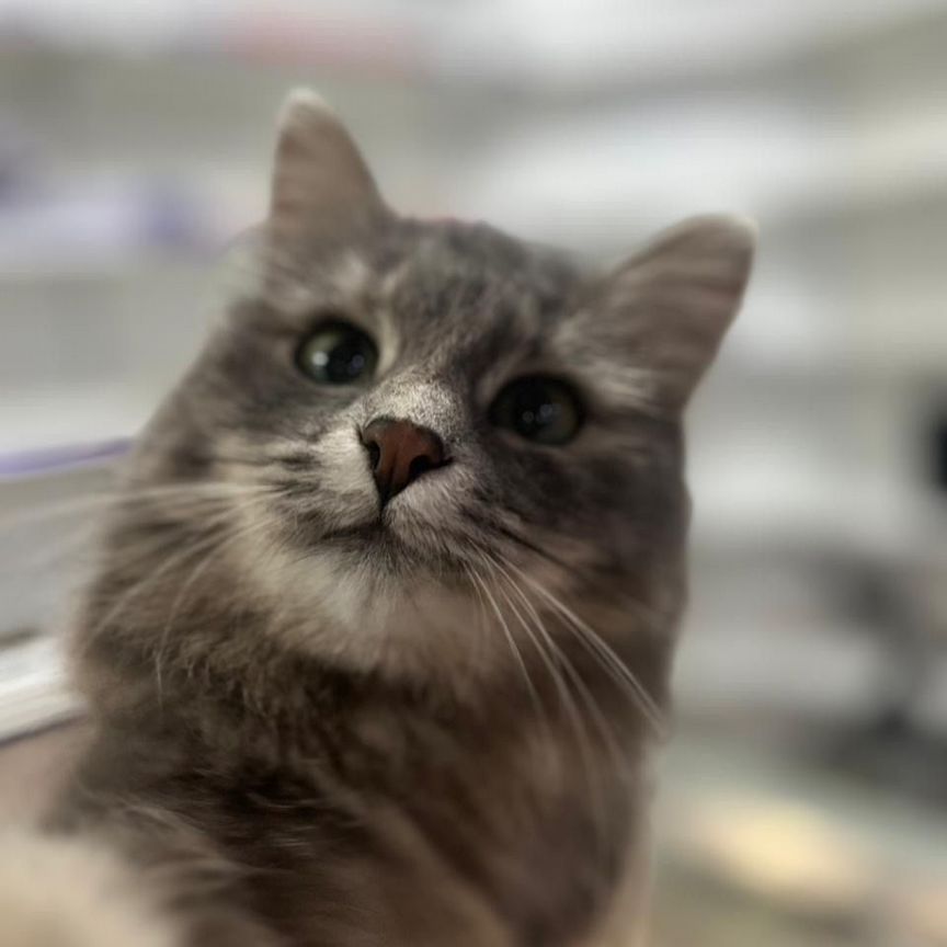 Пушинка ищет дом