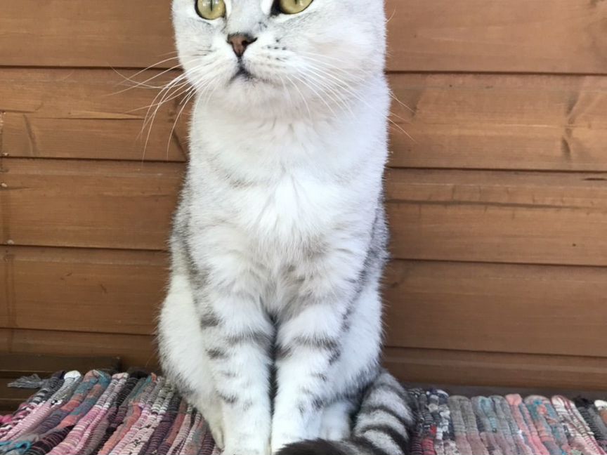 Шотландский вислоухий кот