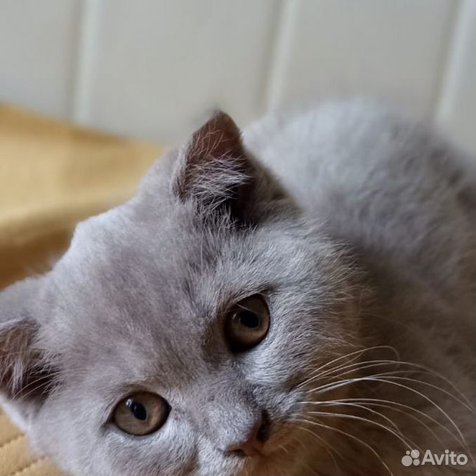 Котята шотландцы чистокровные