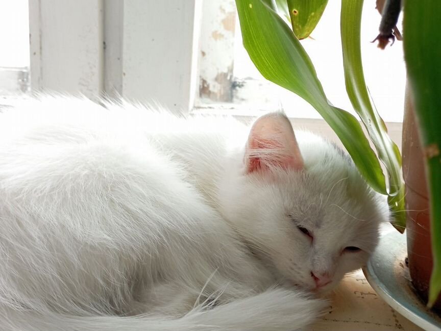 Котенок девочка в добрые руки