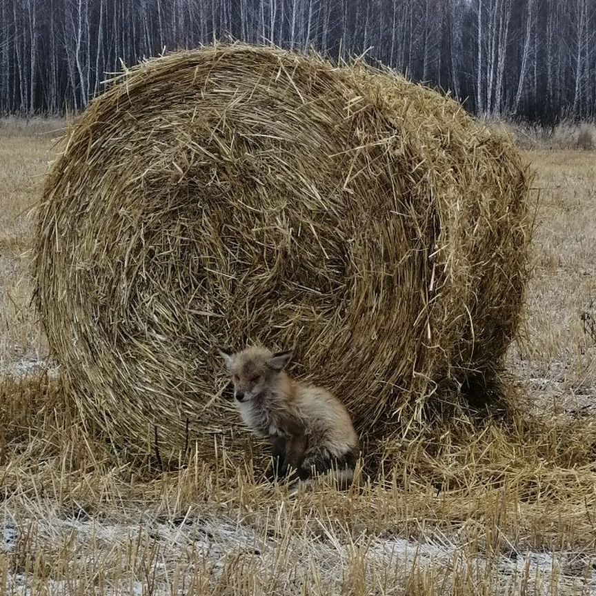 Сено в квадратных тюках