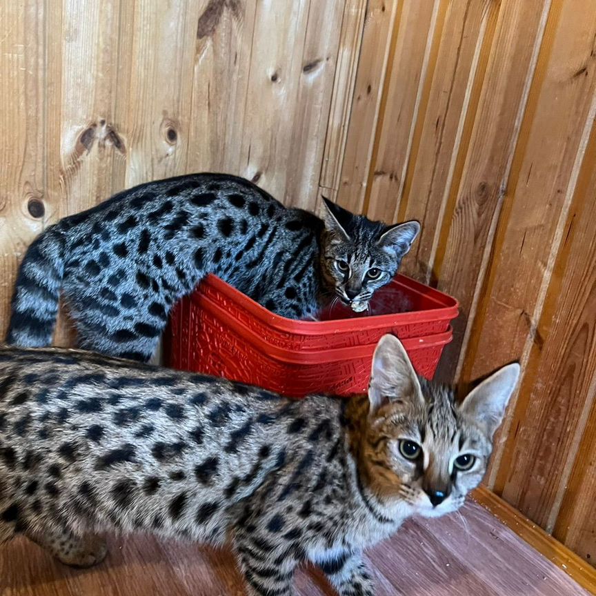 Бенгальская