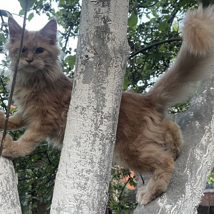 Котенок мейн -кун
