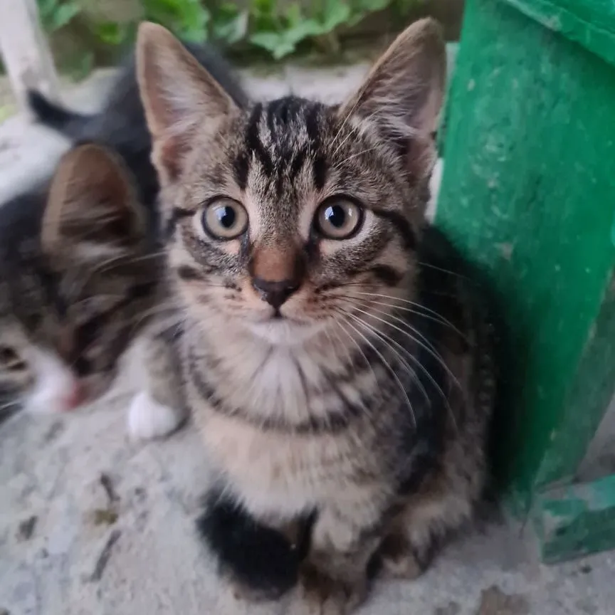 Котенок мальчик бесплатно