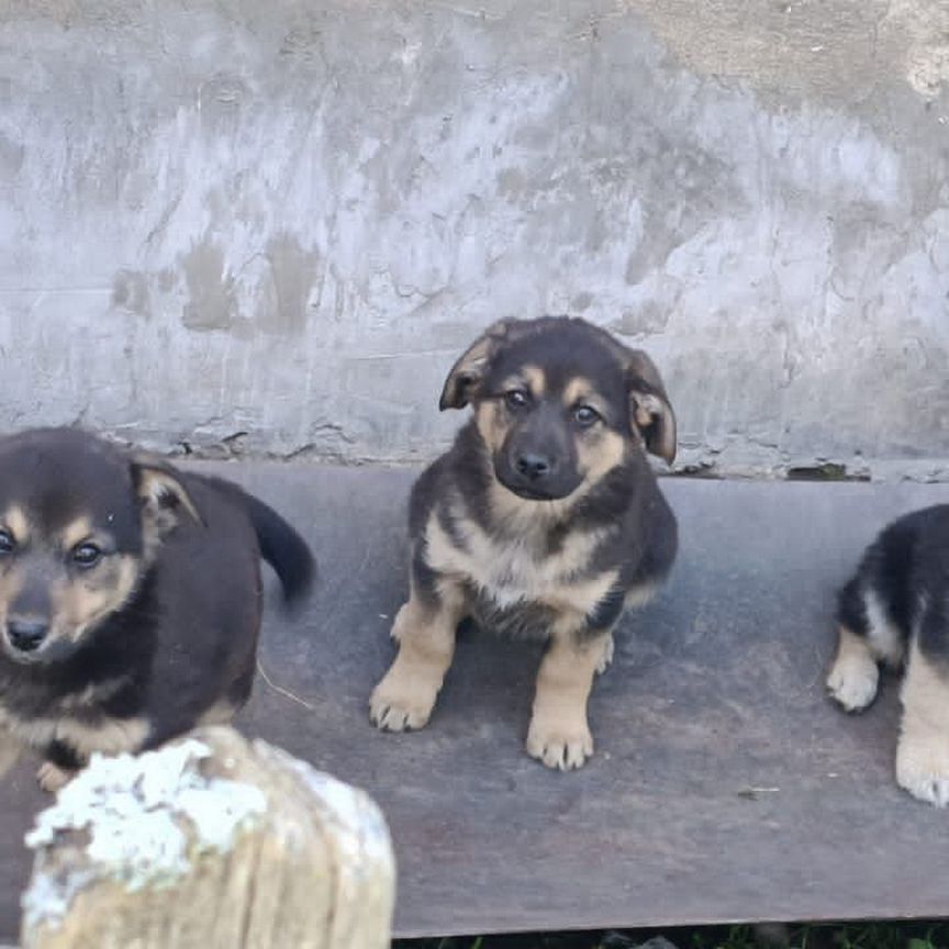 Щенки