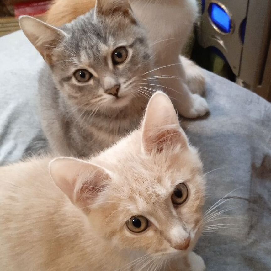 Котики бесплатно,персиковые, тигровые, двухц