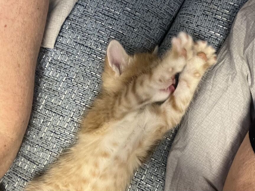 Котенок в добрые руки