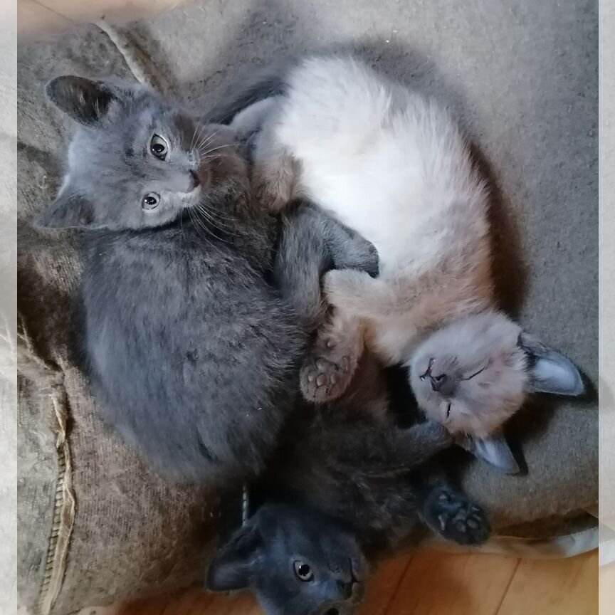 Сиамский котёнок