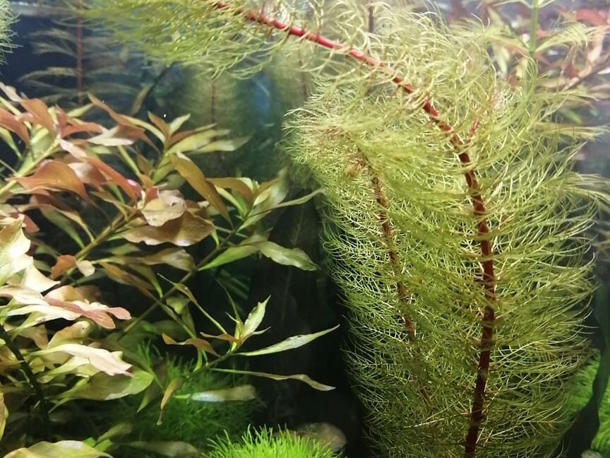 Набор аквариумных растений