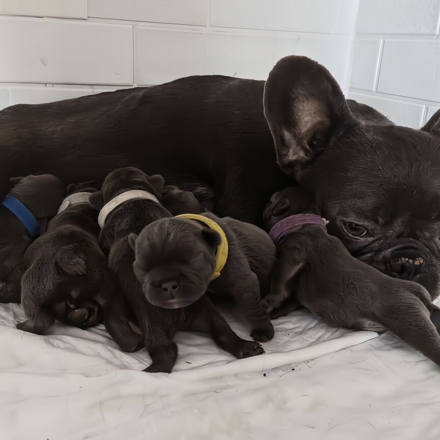 Французский бульдог, щенок