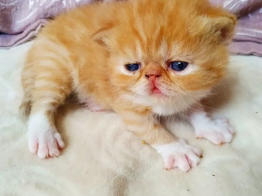 Котята экзоты с документами