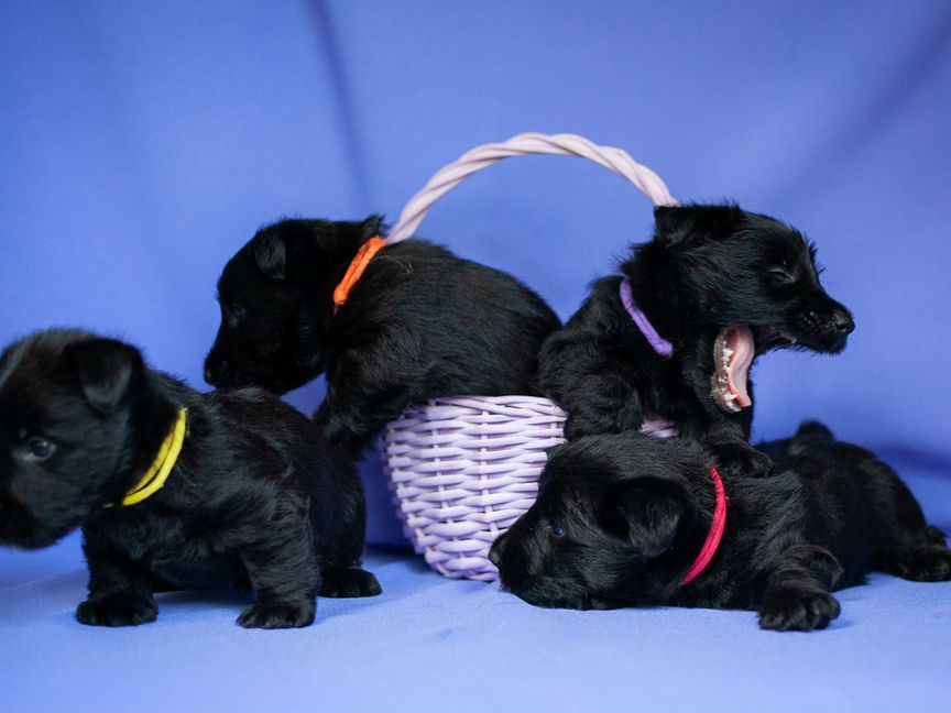 Щенки скотч терьера Челябинск