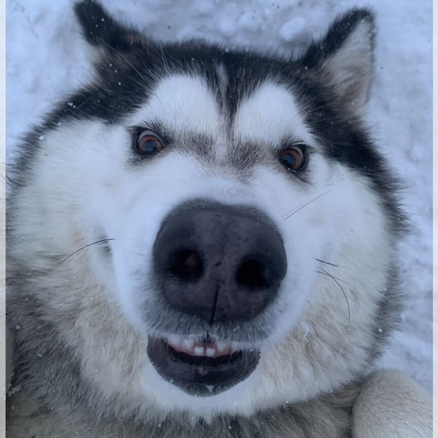 Аляскинский маламут, взрослая собака