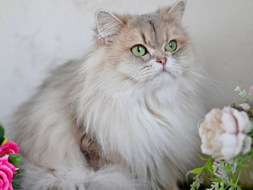 Британская шиншилла
