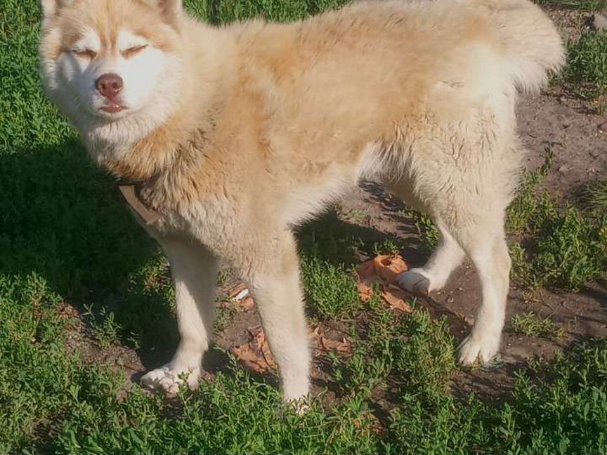 Хаски мальчик 2 года