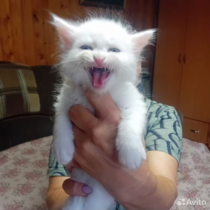 Котятки турецкой ангоры