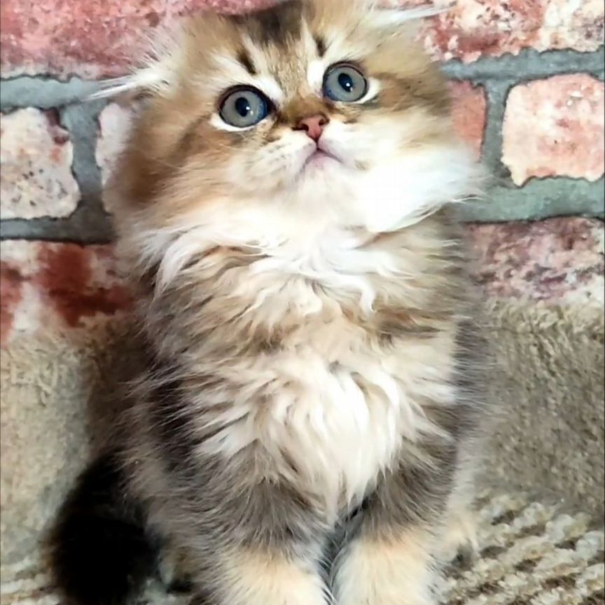 Шотландская пушистая Тучка