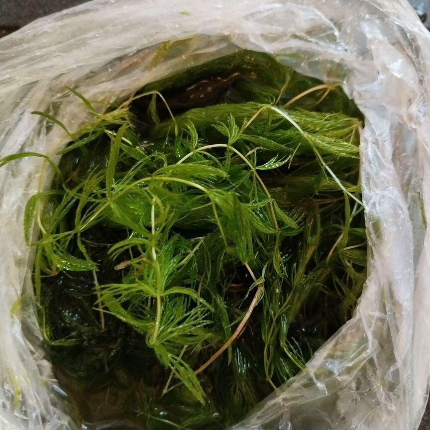 Аквариумное растение