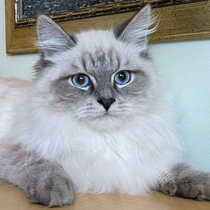 Невский маскарадный кот
