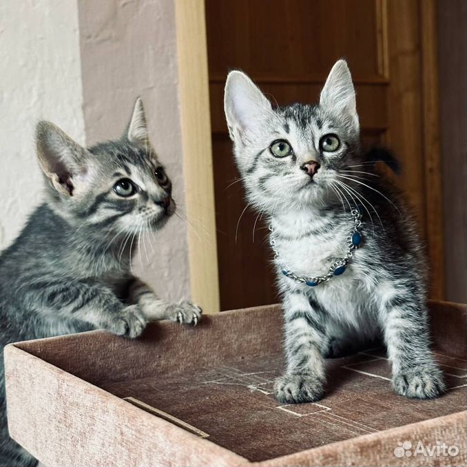 Котенок британец-метис