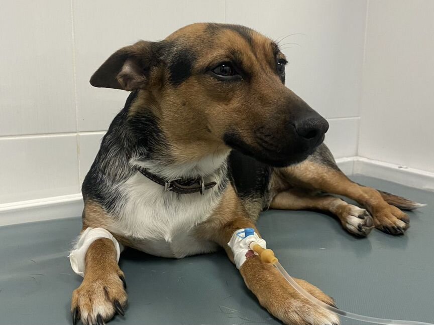 Собака в добрые руки