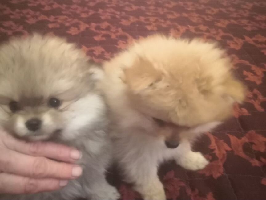 Померанский шпиц