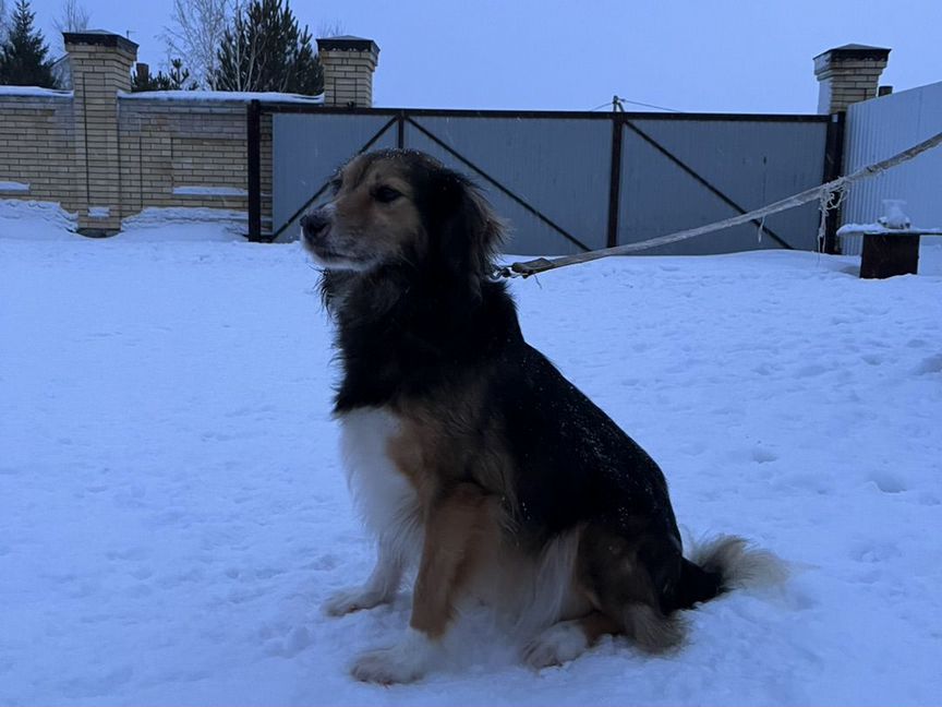 Собака в добрые руки