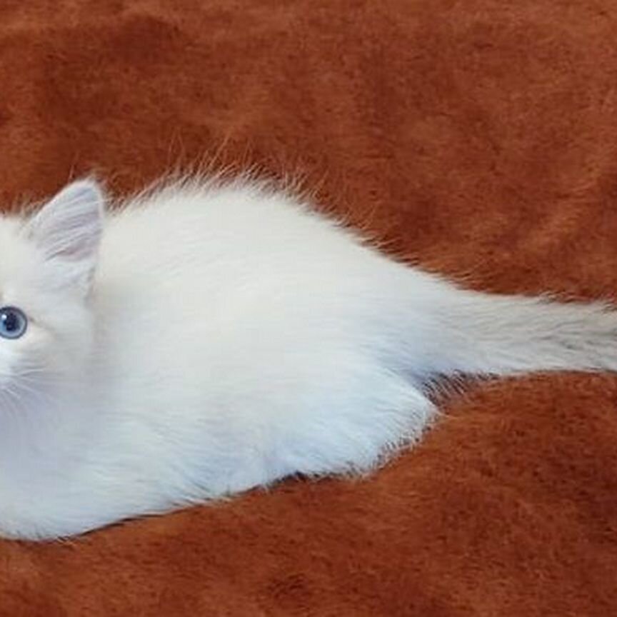 Продается кошечка