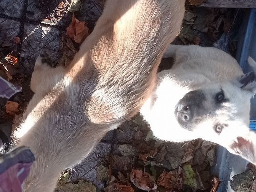 Маленькие собачки в добрые руки
