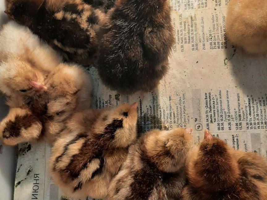 Помесные цыплята