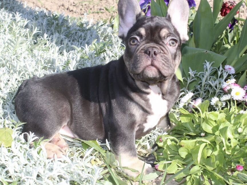 Щенки французского бульдога