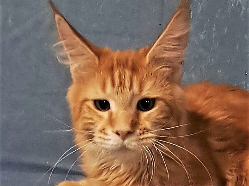 Котёнок мейн-кун, красный мрамор