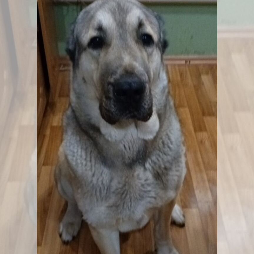 Средне азиатская овчарка