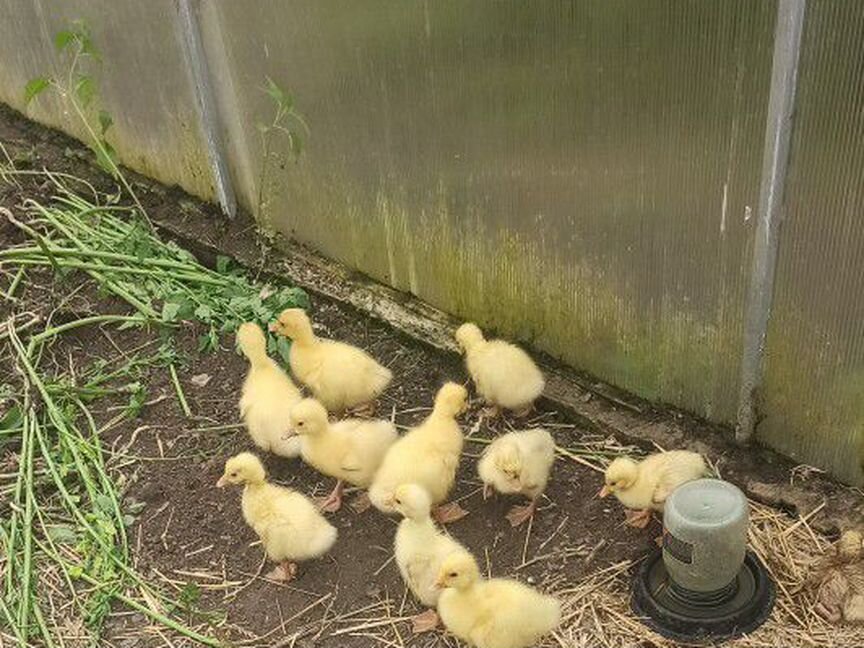 Гусята Линда