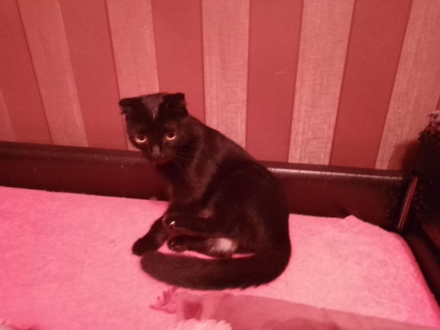 Кошка бегает по улице