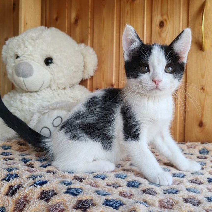 Котёнок Горошинка