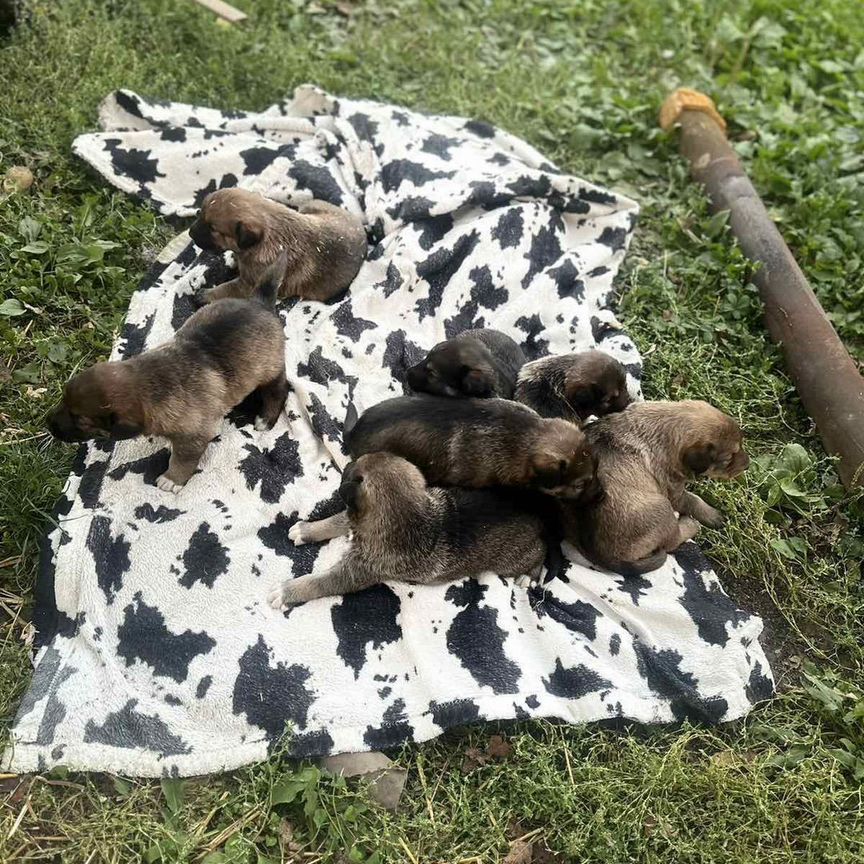 Отдадим щенят в добрые руки