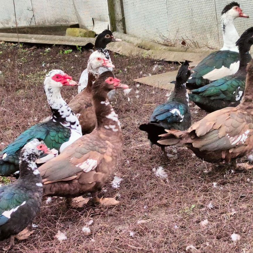 Мускусные утки