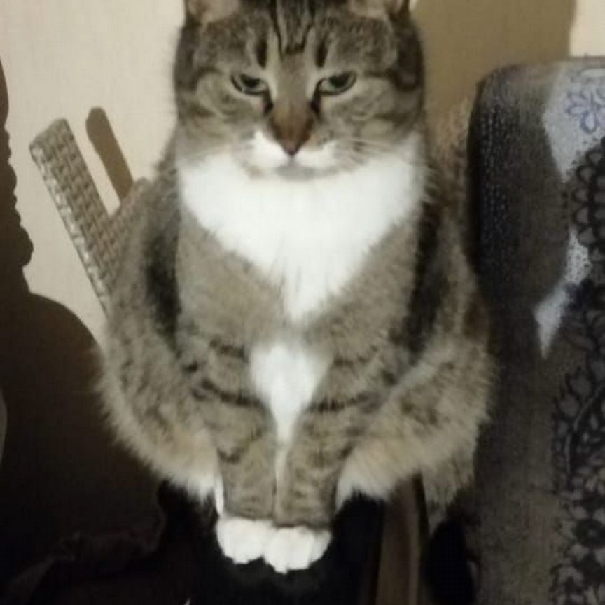 Кошечка в добрые руки бесплатно