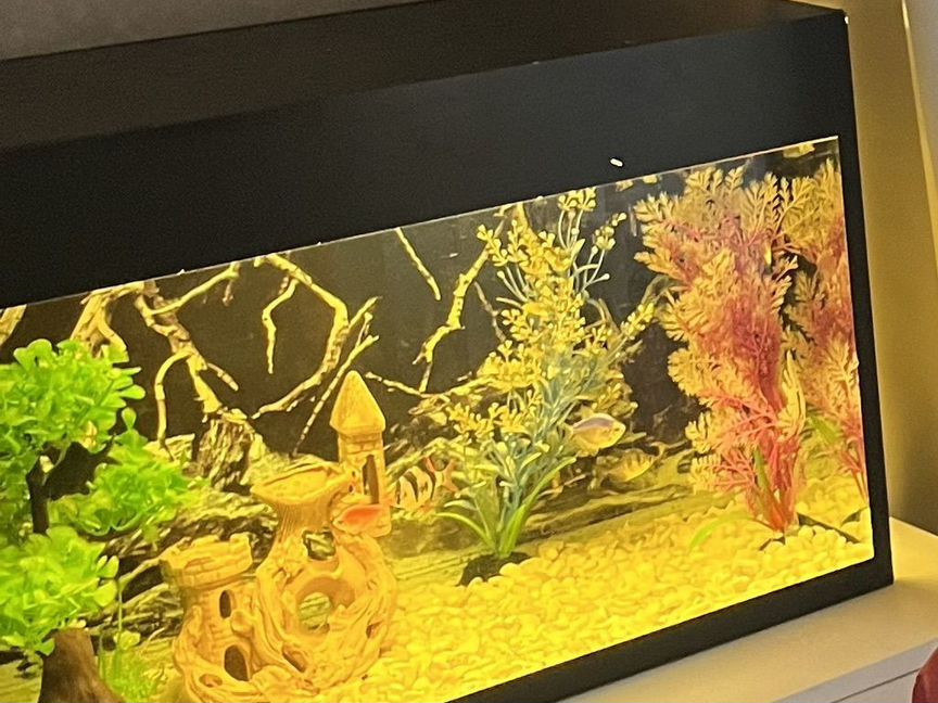 Аквариум с рыбками