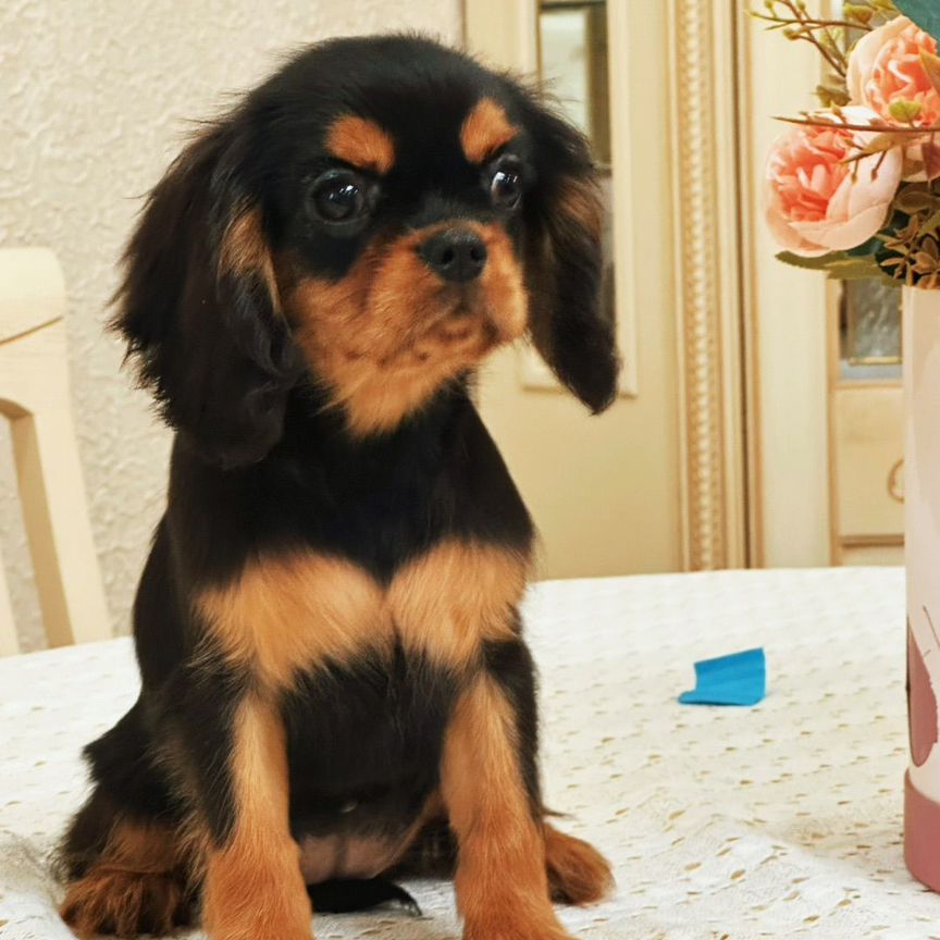 Сладкая куколка кавалерочка