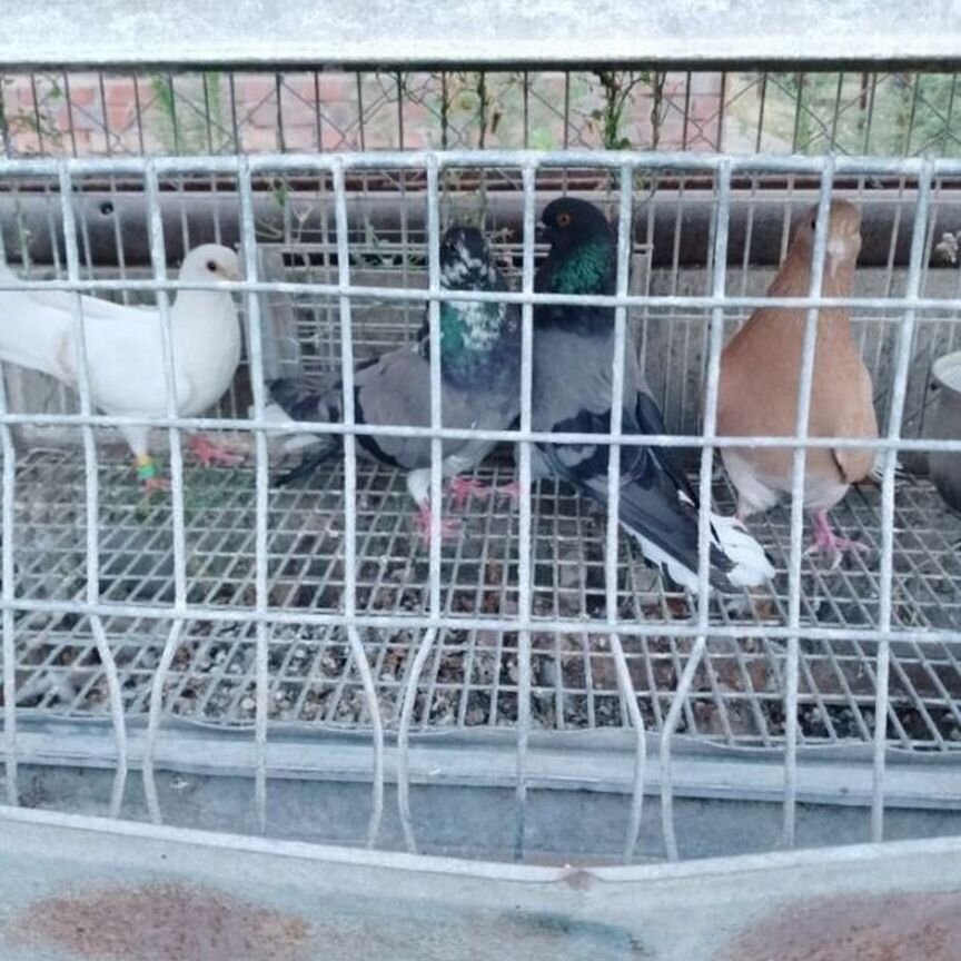 Замашные голуби