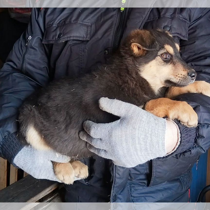 Щенок