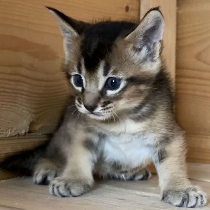 Котята