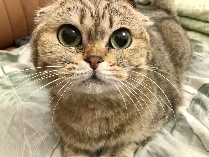 Шотландская вислоухая кошка